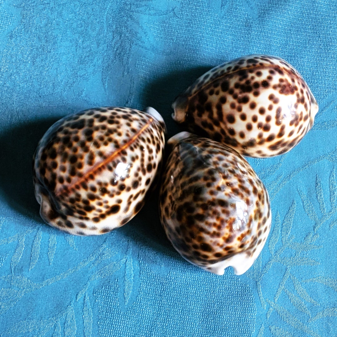 Tiger Cowrie Shells. Three. Great Shape, Vibrant Colors. - Etsy