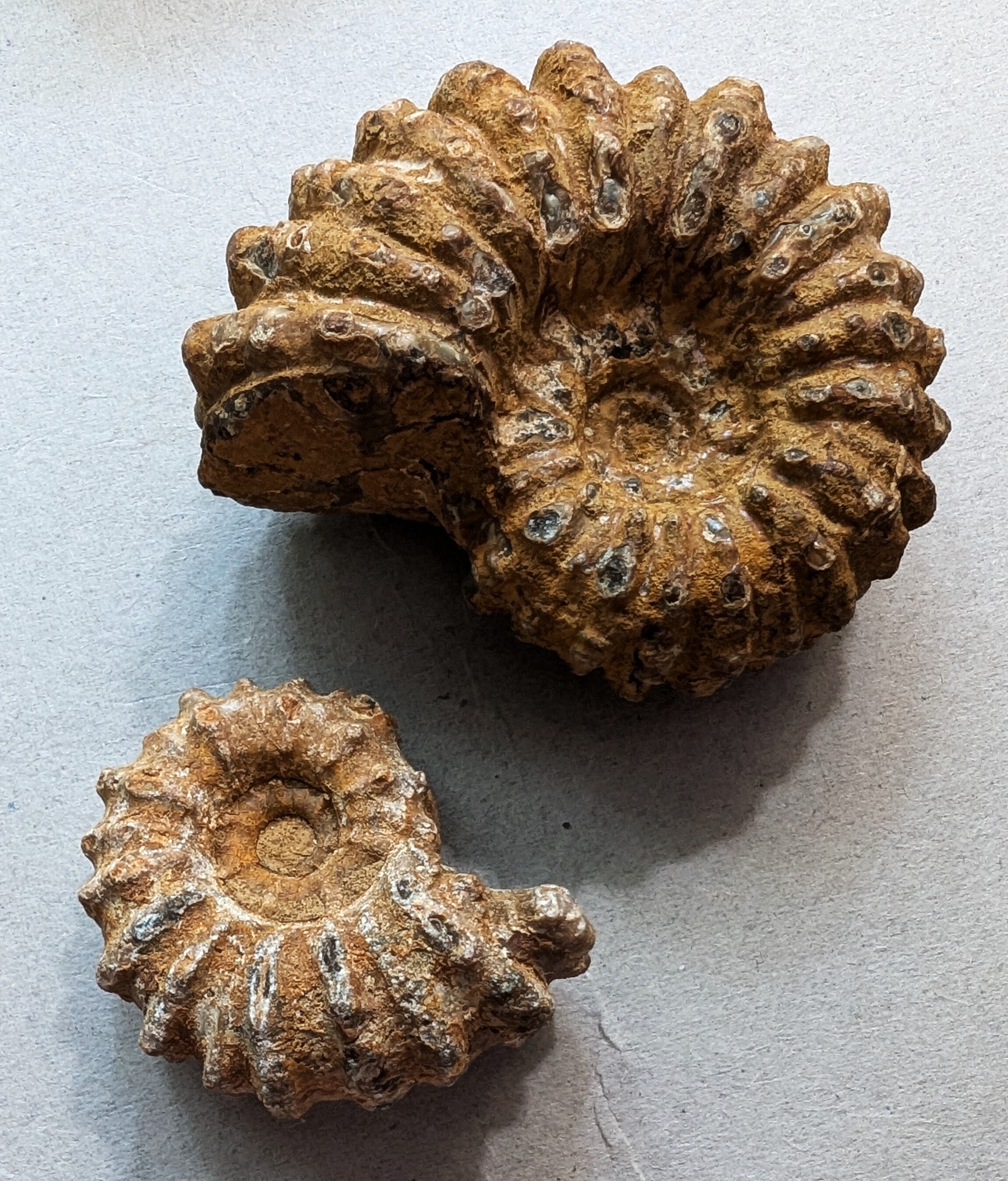 Two Ammonite & One Trilobite Unpolished Fossils. Morocco. 460 Million ...
