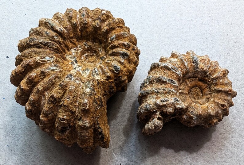 Two Ammonite & One Trilobite Unpolished Fossils. Morocco. 460 Million ...