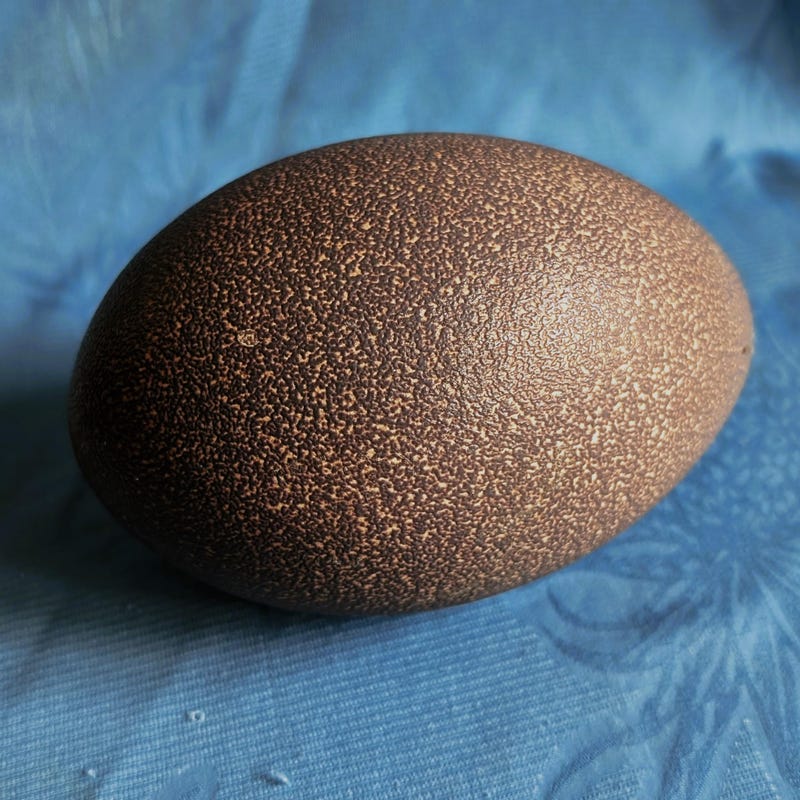 Emu Egg - Etsy