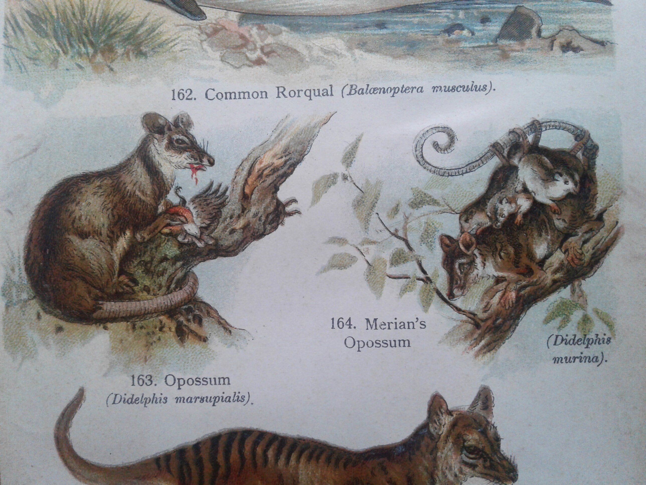 Vintage Animal Natural History Bookplate. Late 1800's. Whale/opossum ...