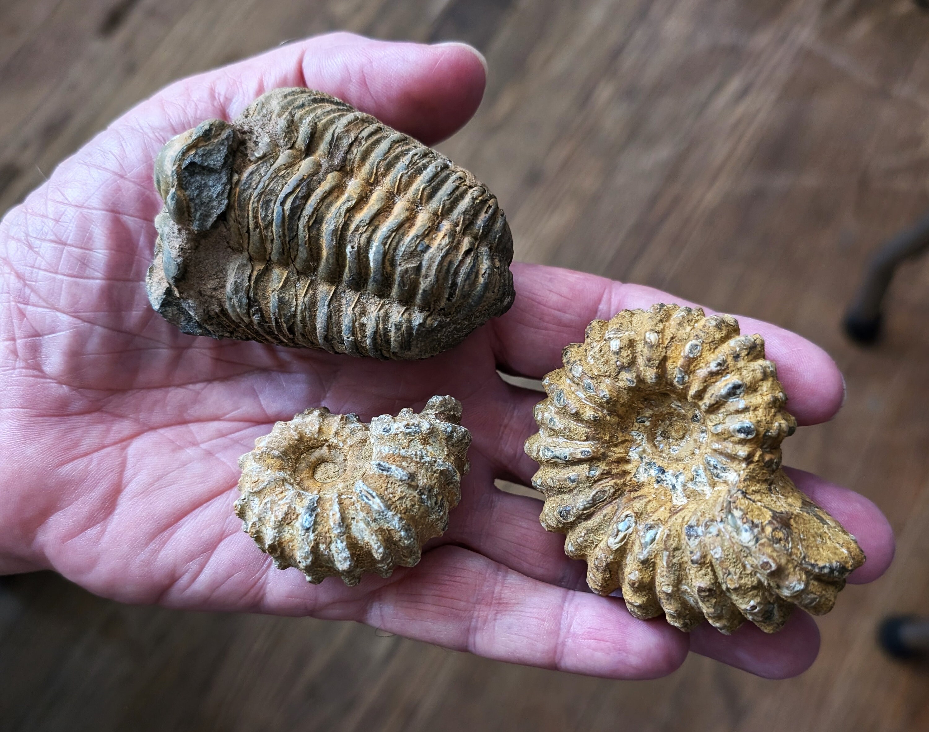 Two Ammonite & One Trilobite Unpolished Fossils. Morocco. 460 Million ...