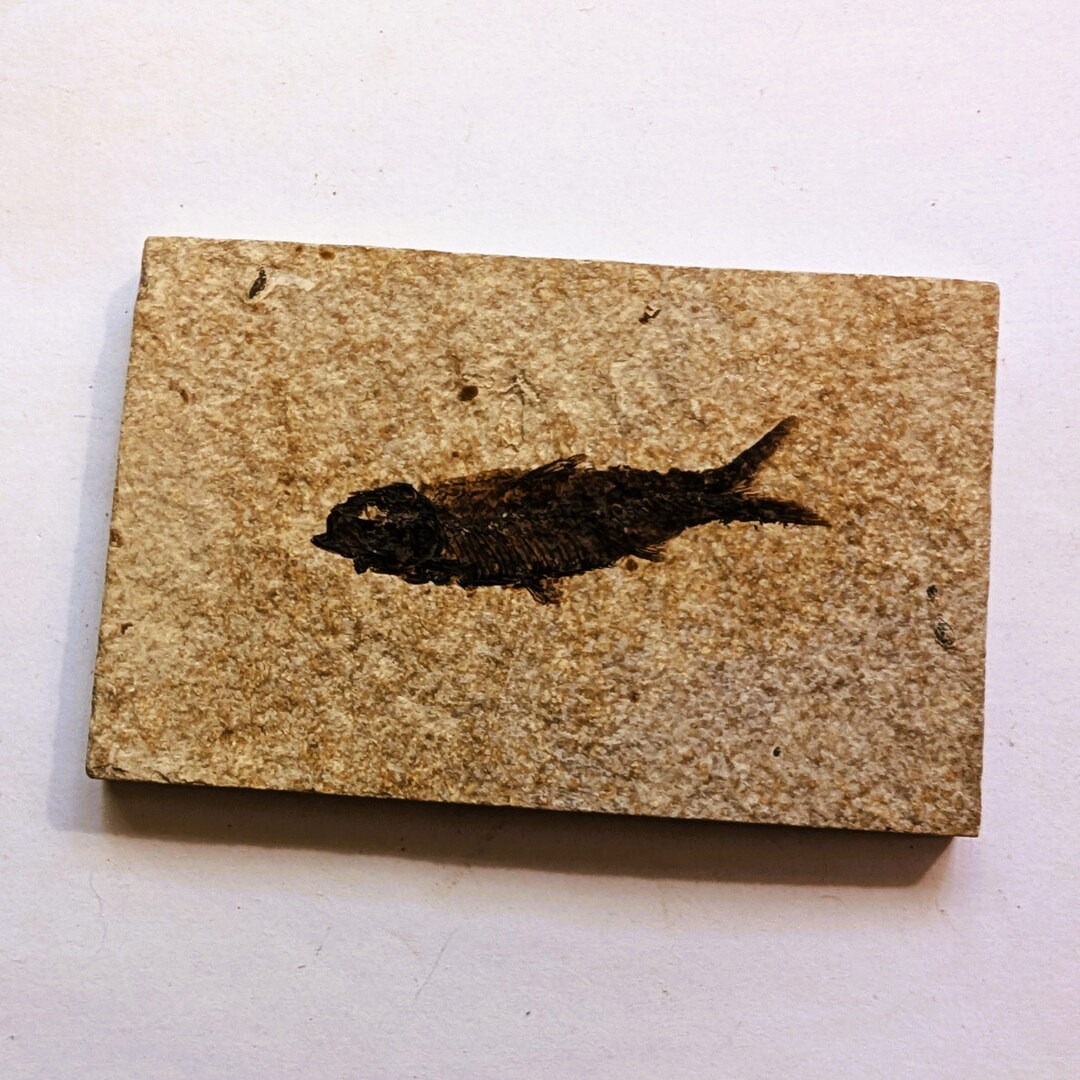 Fossil Fish. Found in Separated Shale. Several Million Years Old. - Etsy