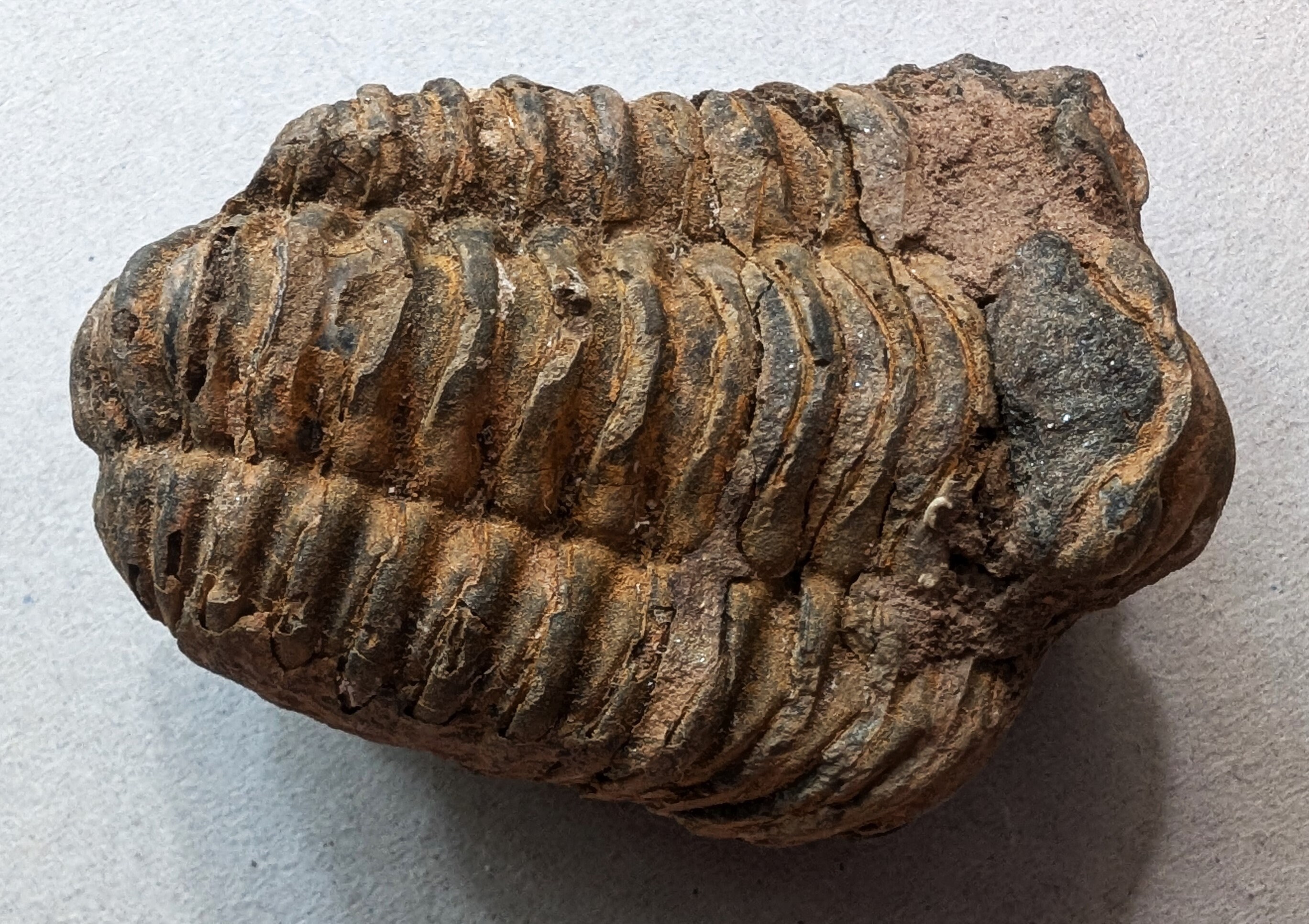 Two Ammonite & One Trilobite Unpolished Fossils. Morocco. 460 Million ...