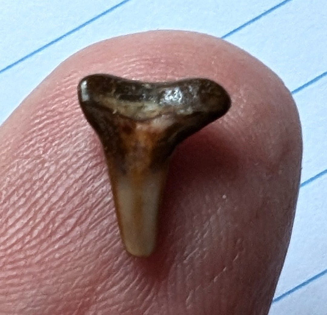 Small Sharks Teeth. Over 100. 3 Fit on a Quarter. Black/brown/caramel ...