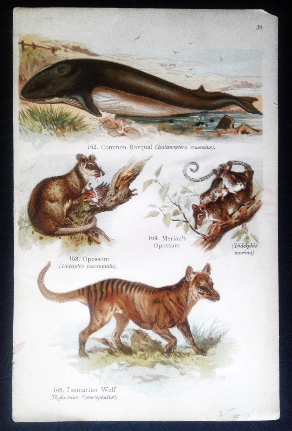 Vintage Animal Natural History Bookplate. Late 1800's. Whale/opossum ...