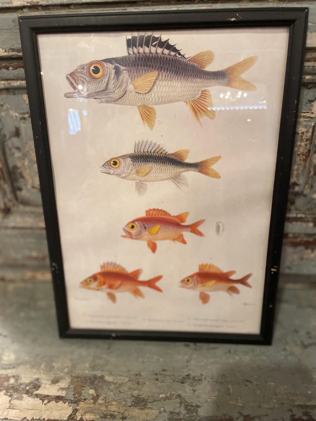 Victorian Fish Print Framed - Etsy