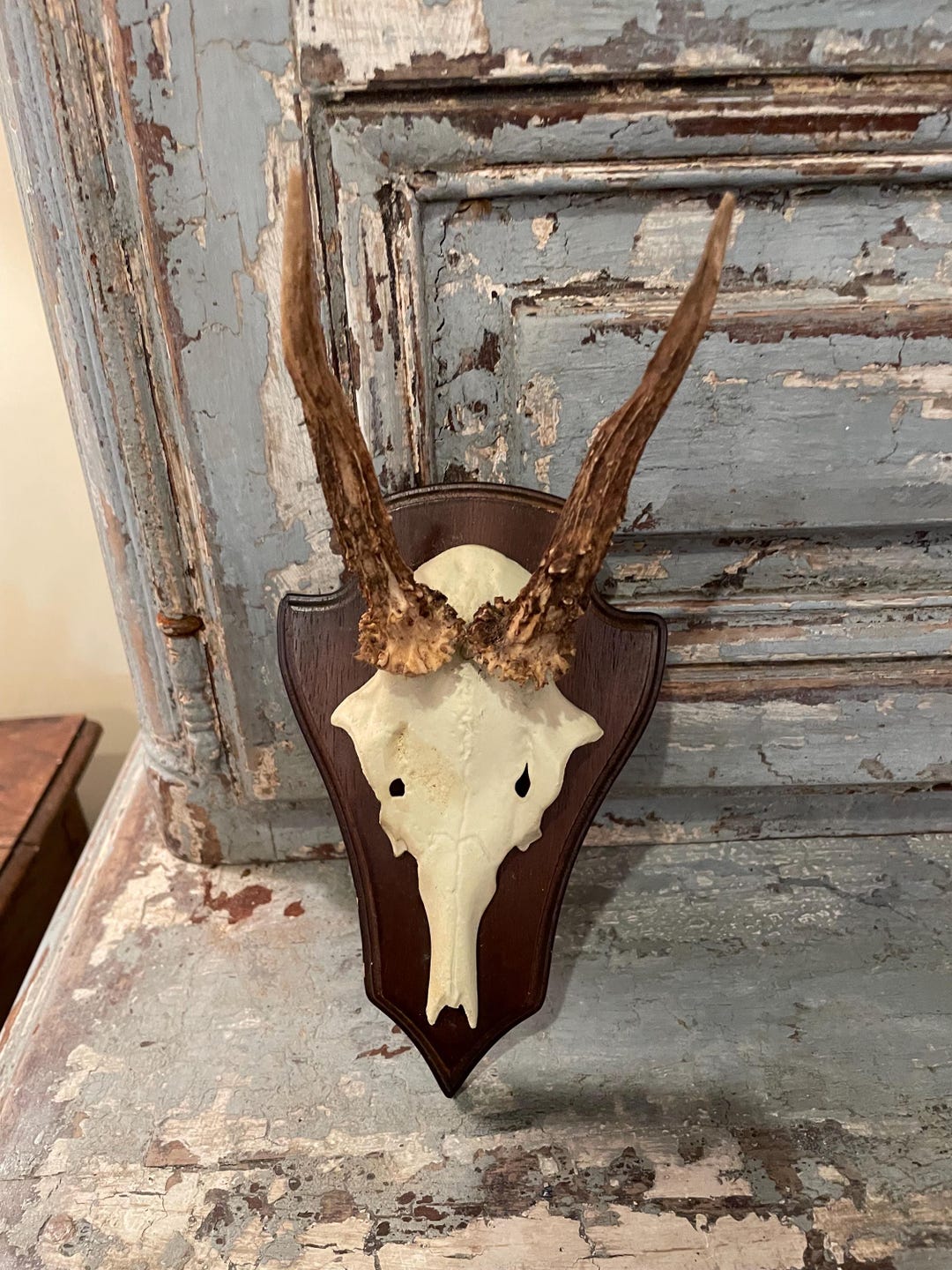 Deer Mount of Roe Deer Horns - Etsy