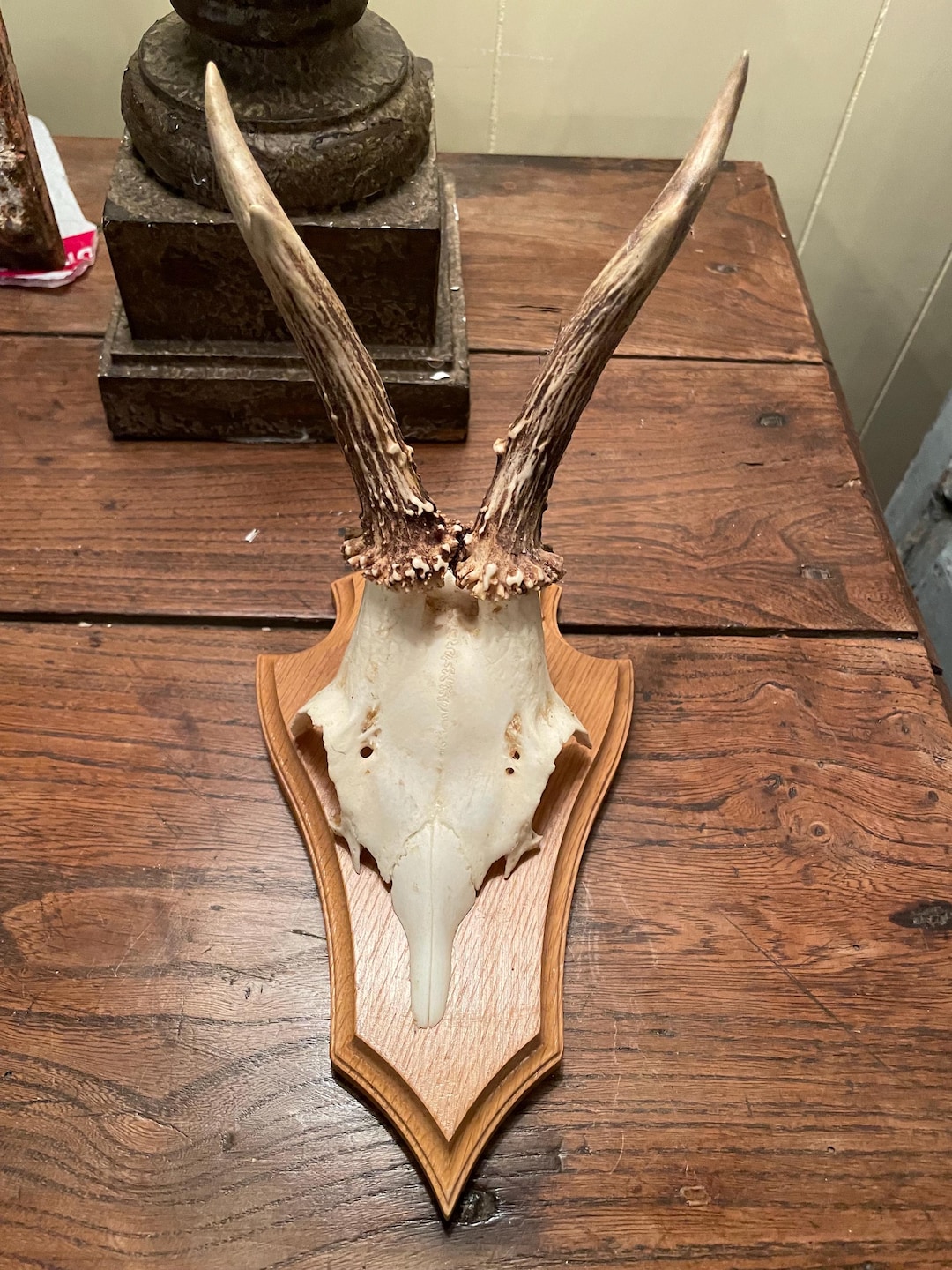 Deer Horn Mount From Europe - Etsy