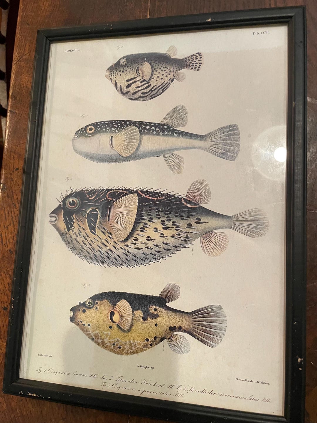 Antique Framed Print of Fish - Etsy