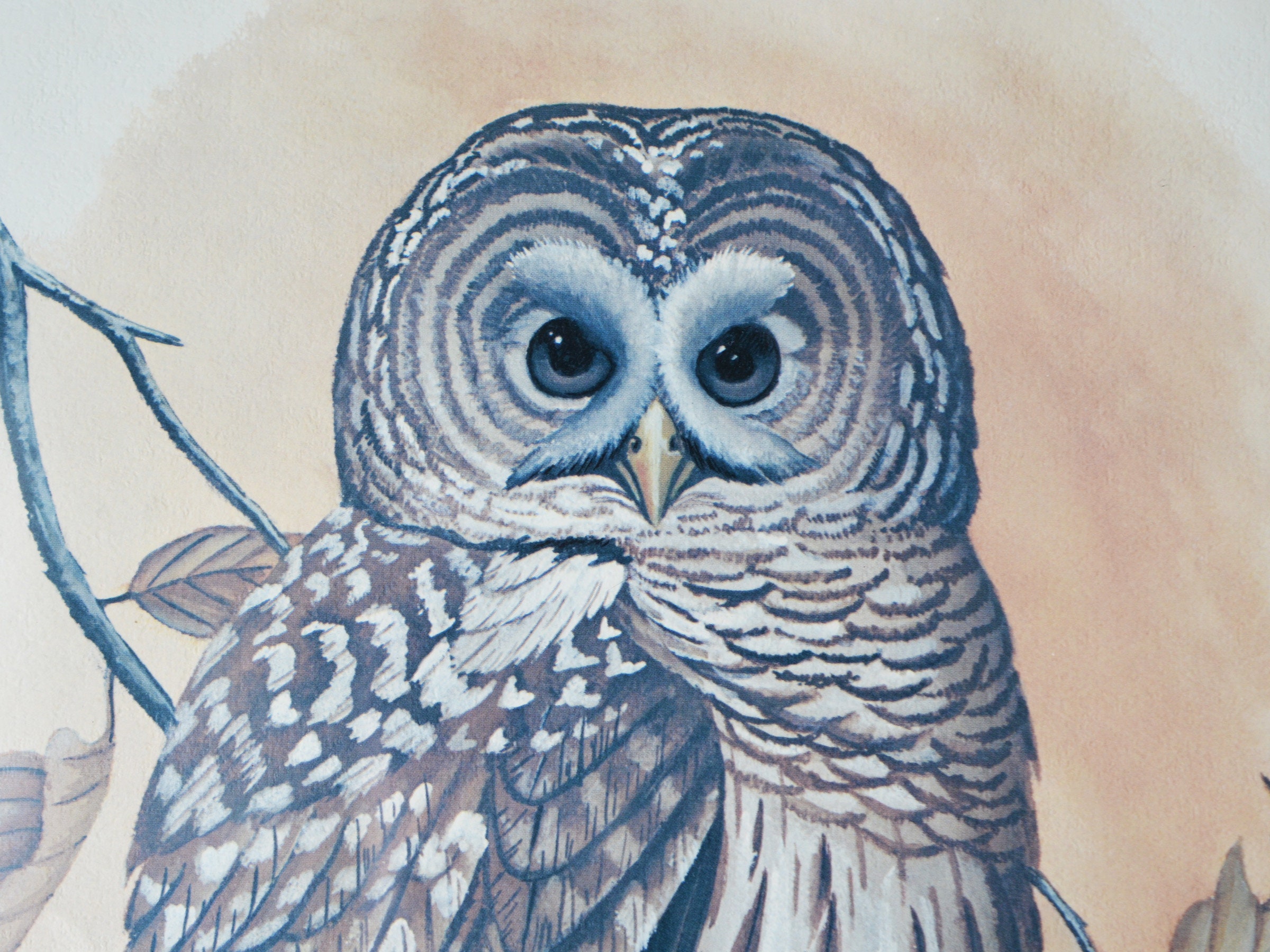 Vintage Owl Framed Art Lithograph by Paul Connor Circa 1970s | Etsy