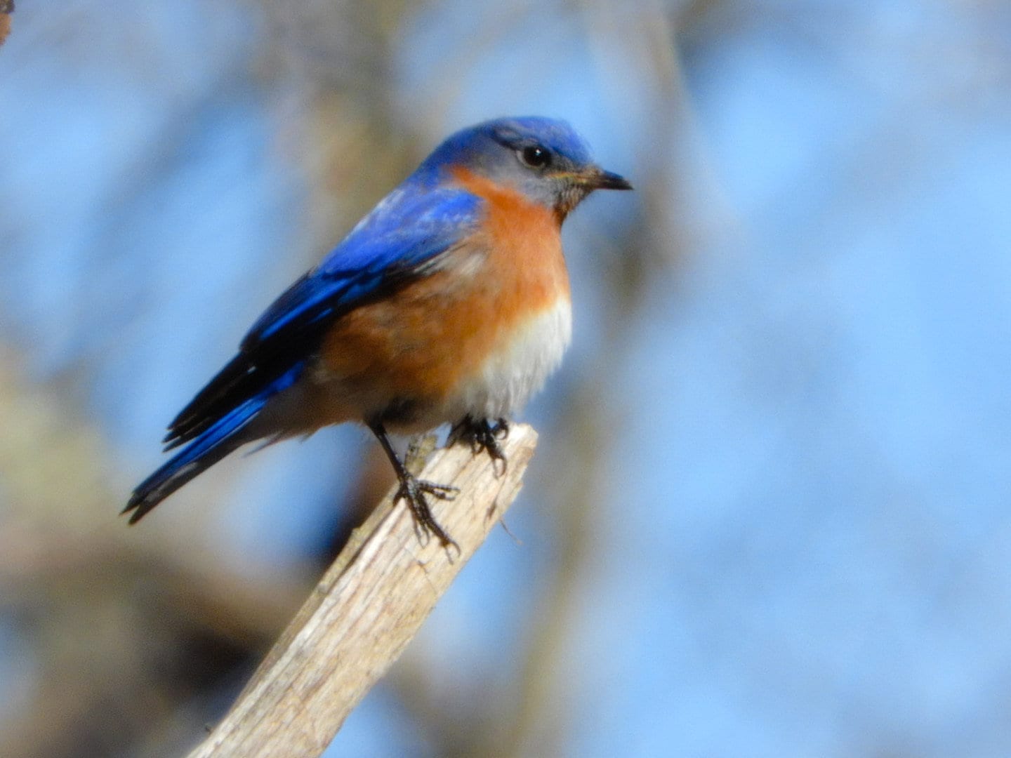 Eastern Bluebird - Etsy