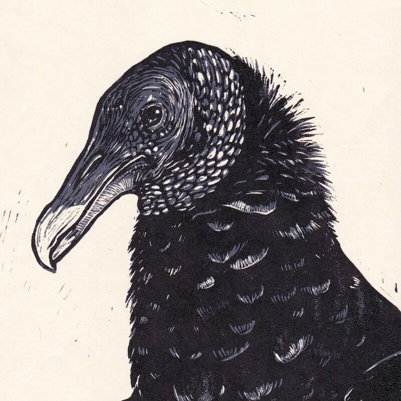 Turkey Vulture Print - Etsy