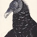 Black Vulture Handmade Linocut Print, 9" X 12" - Etsy