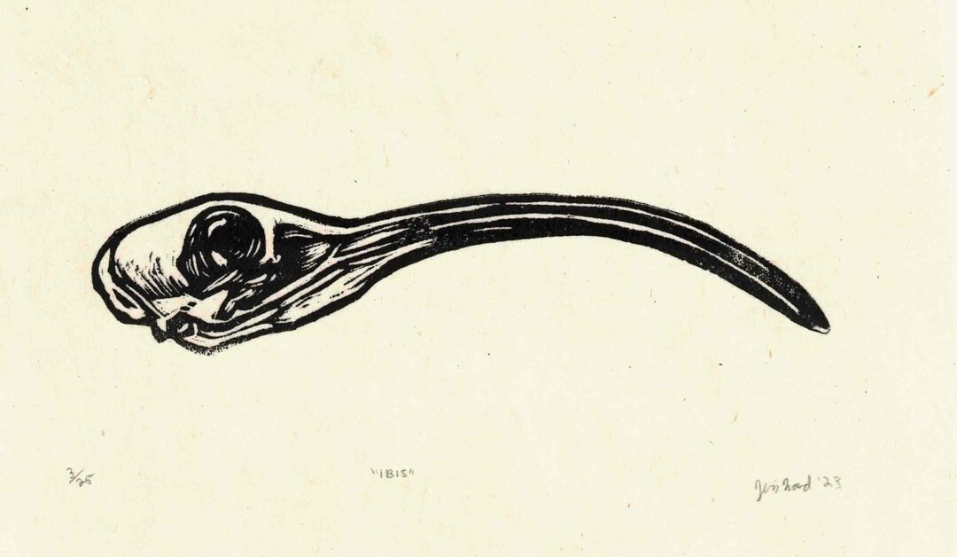 Ibis Skull, 5"x 8" Handmade Linocut Print - Etsy