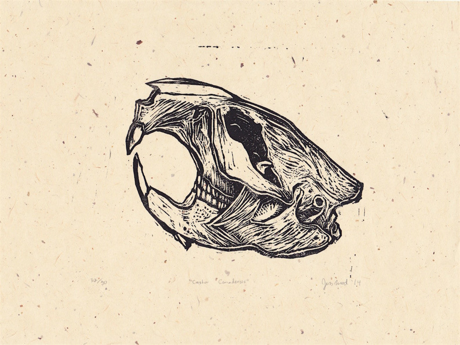 Beaver Skull Print, Handmade Linocut Print, 8.5 X11 - Etsy Canada