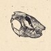 Beaver Skull Print, Handmade Linocut Print, 8.5 X11 - Etsy Canada