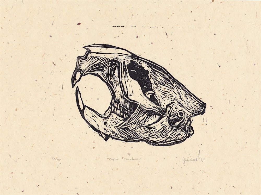 Beaver Skull Print, Handmade Linocut Print, 8.5 X11 - Etsy Canada
