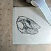 Beaver Skull Print, Handmade Linocut Print, 8.5 X11 - Etsy Canada