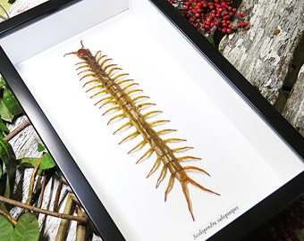 Centipede Frame - Etsy