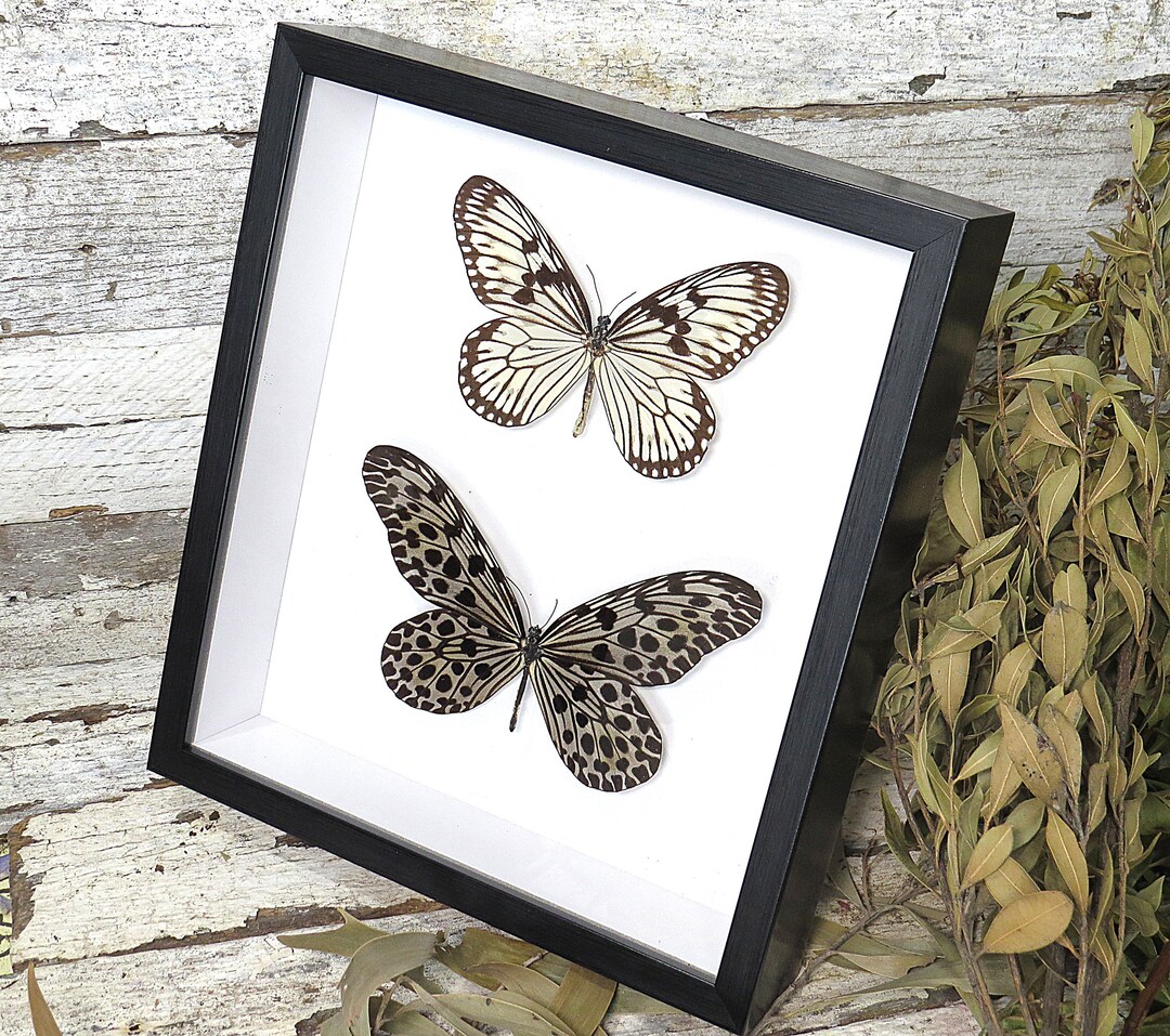 Black White Butterfly Idea Lynceus BHILM - Etsy