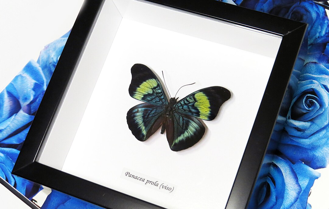 Panacea Prola Taxidermy Blue Butterfly Framed Real Butterfly BAPPRO - Etsy