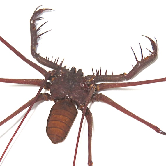 Giant African Cave Spider