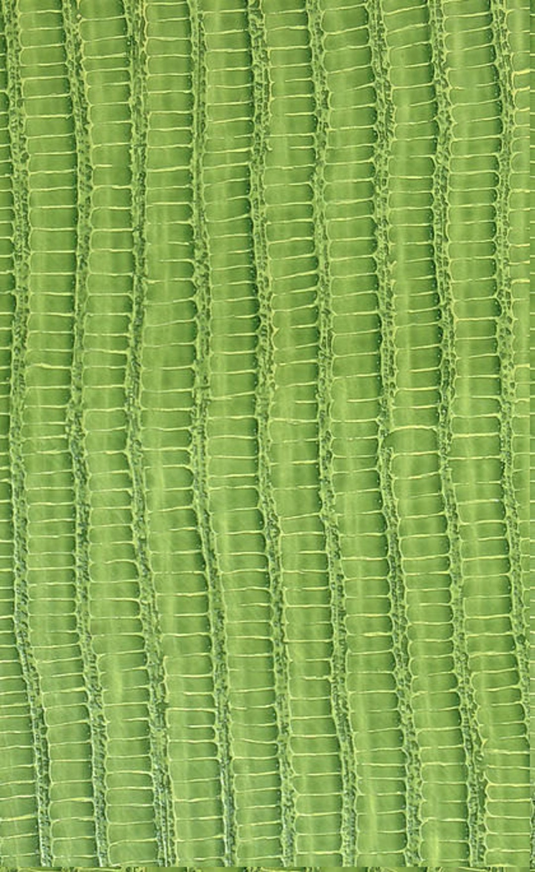 Green Skin Vinyl - Vinyl Upholstery Fabric by the Yard - Etsy
