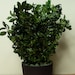 Real Preserved Pot Plant, Office Eternal Plant, Greenery Centerpiece ...
