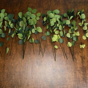 DIY Bouquet Preserved Green Eucalyptus Populous Bunch Leaves Craft ...