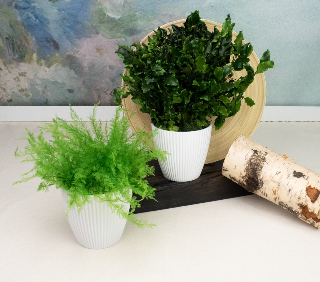 Real Preserved Pot Plant, Office Eternal Plant, Greenery Centerpiece ...
