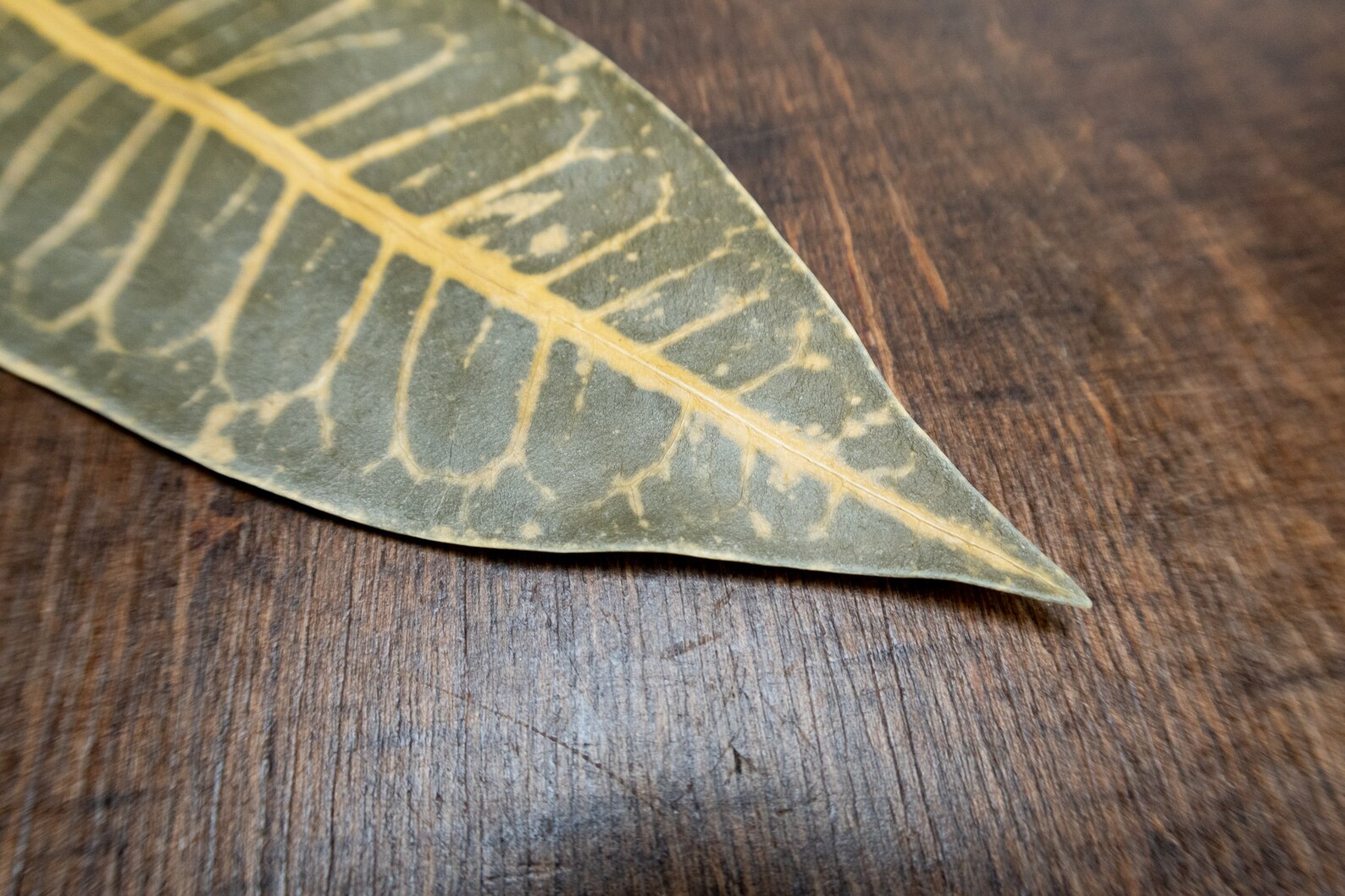 Dried long striped leaves leaf vignette placecard craft | Etsy