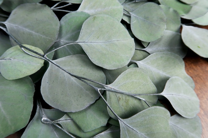 DIY Bouquet Preserved Seeded Eucalyptus Silver Dollar Populus - Etsy