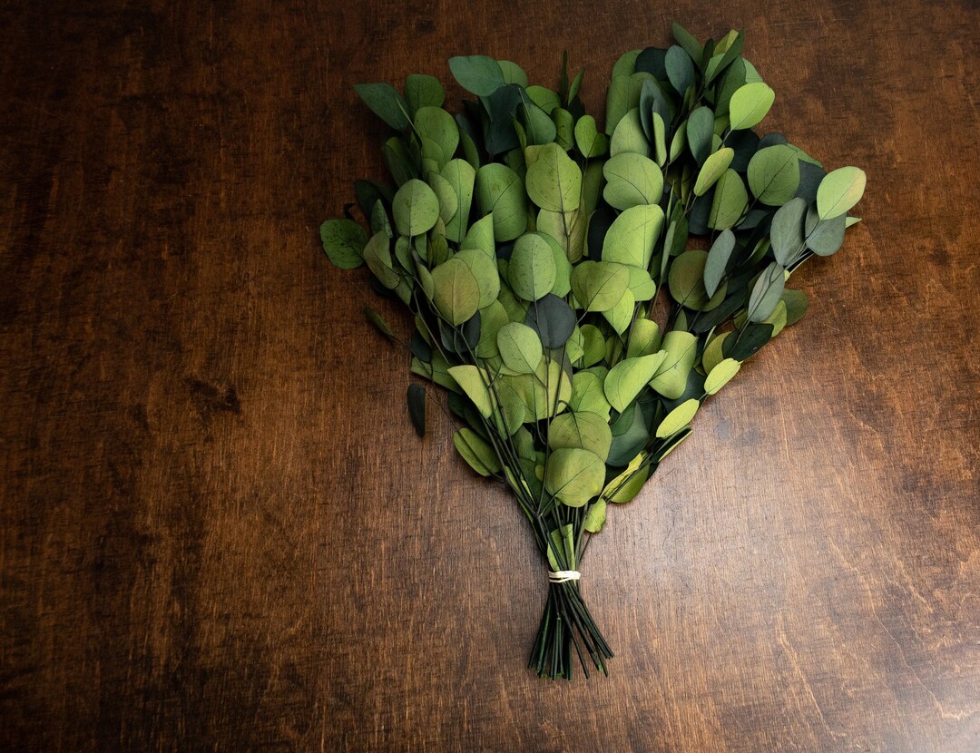 DIY Bouquet Preserved Green Eucalyptus Populous Bunch Leaves Craft ...