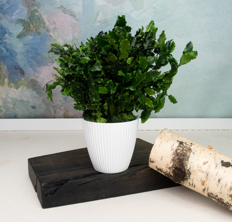 Real Preserved Pot Plant Office Eternal Plant Greenery - Etsy