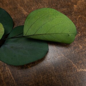 DIY Bouquet Preserved Green Eucalyptus Populous Bunch Leaves Craft ...