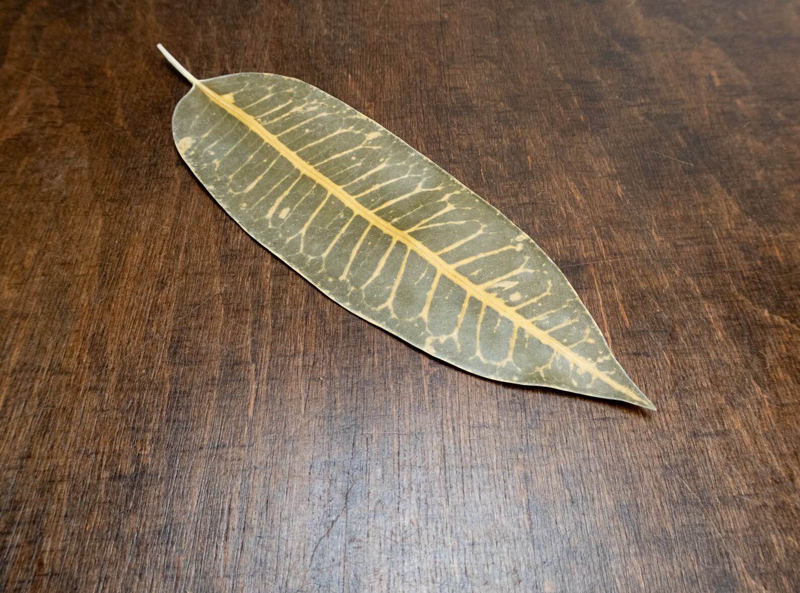 Dried long striped leaves leaf vignette placecard craft | Etsy