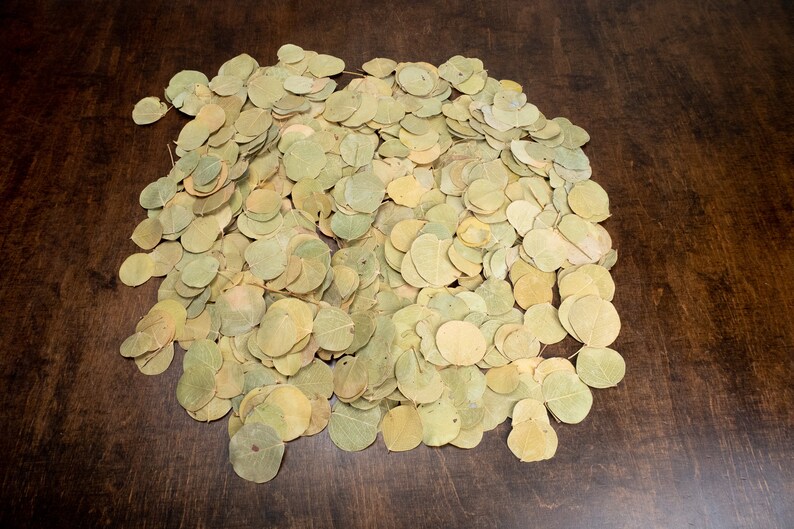 Dried Round Moneta Leaves Mix Confetti Craft Supply Greenery - Etsy