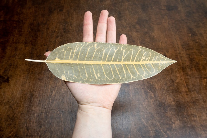 Dried long striped leaves leaf vignette placecard craft | Etsy