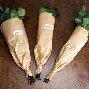 DIY Bouquet Preserved Green Eucalyptus Populous Bunch Leaves Craft ...