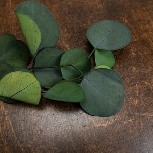 DIY Bouquet Preserved Green Eucalyptus Populous Bunch Leaves Craft ...