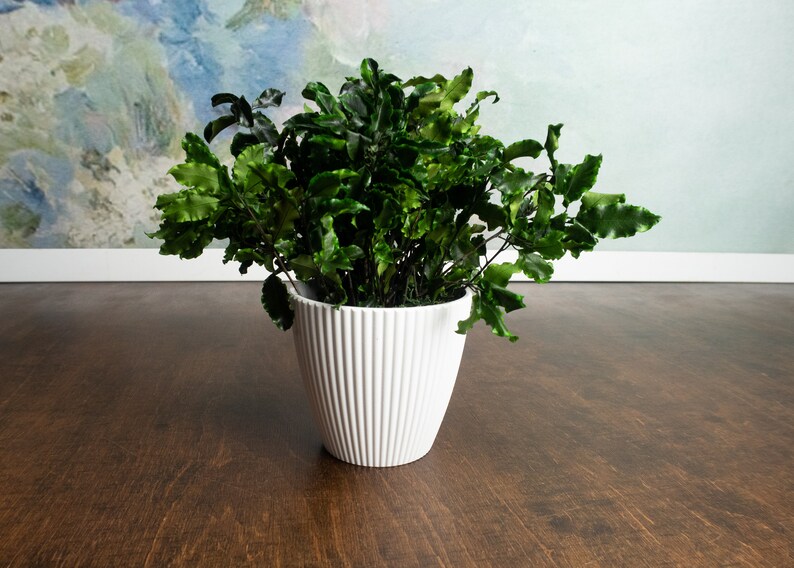 Real preserved pot plant office eternal plant greenery | Etsy