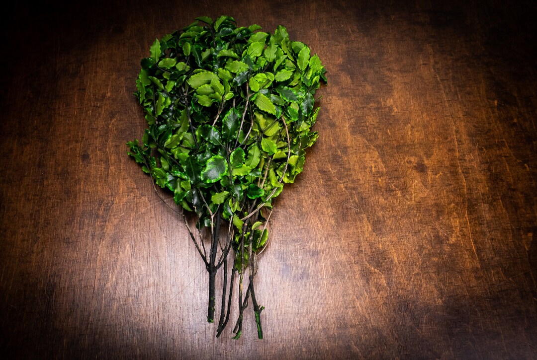 Real Preserved Greenery DIY Bouquet, Preserved PITTOSPORUM Bunch ...