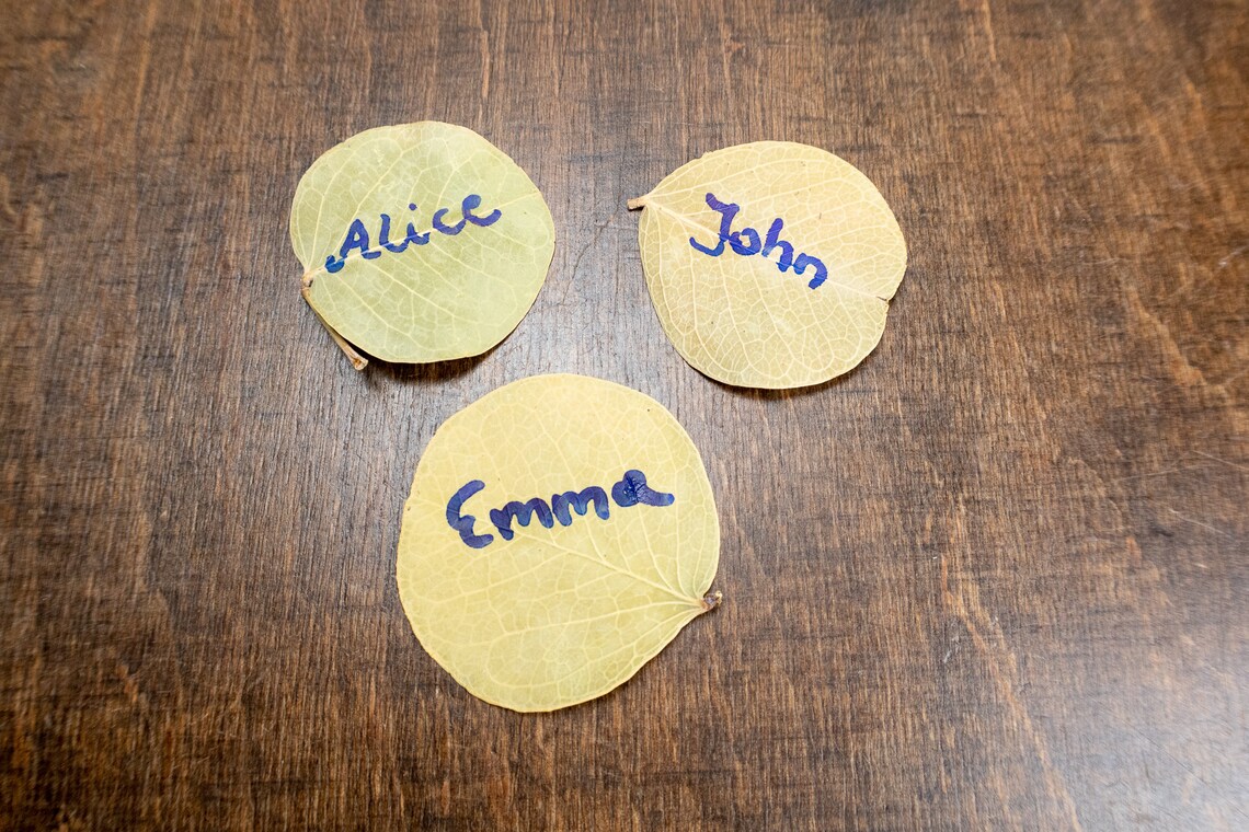 Dried Round Moneta Leaves Mix Confetti Craft Supply Greenery - Etsy