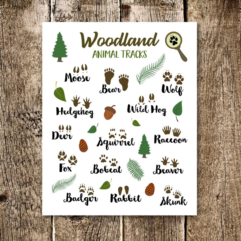 Printable Animal Tracks Poster-woodland Animals Print-outdoor - Etsy