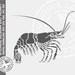 Prawn Ocean Animals Sea Creatures 1763 Stencil Digital Download Laser ...