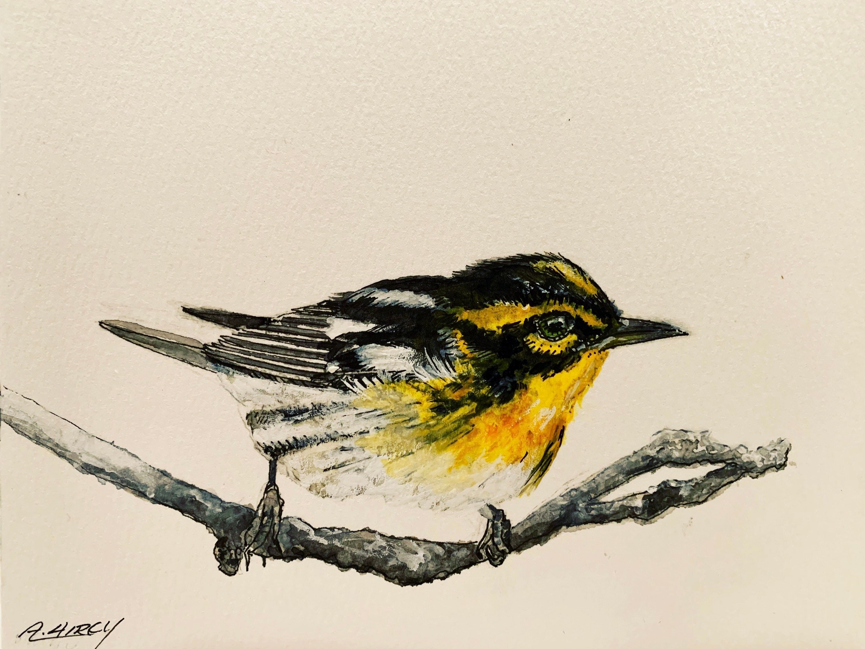 Blackburnian Warbler Drawing