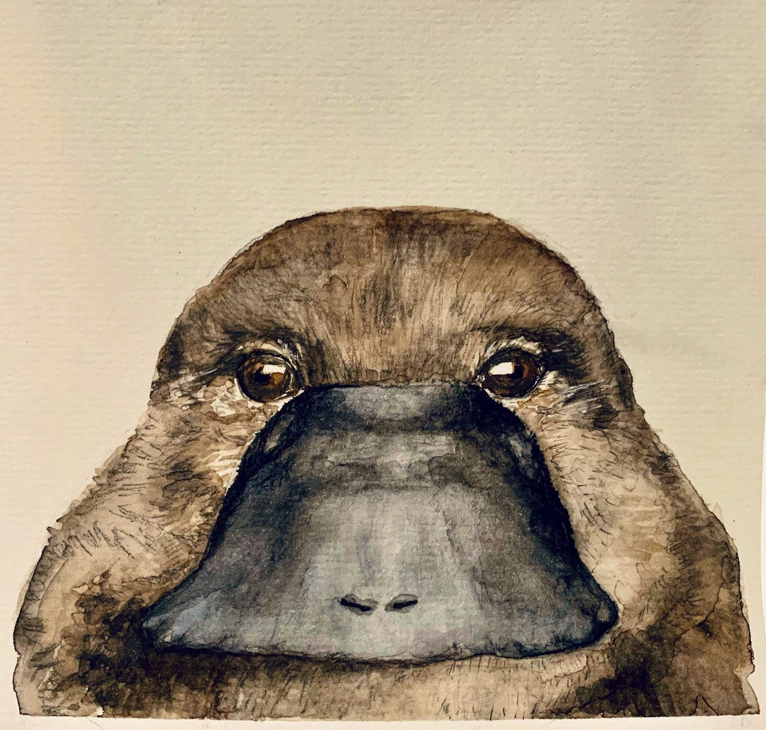 Single Art Card/5.5x5.5 Inch Platypus Watercolour - Etsy