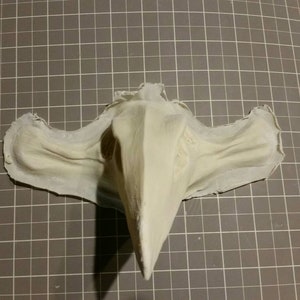 Bird Bone Beak Prosthetic (slip Latex) - Etsy