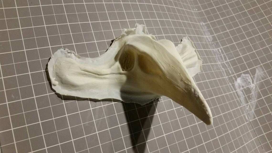 Bird Bone Beak Prosthetic (slip Latex) - Etsy